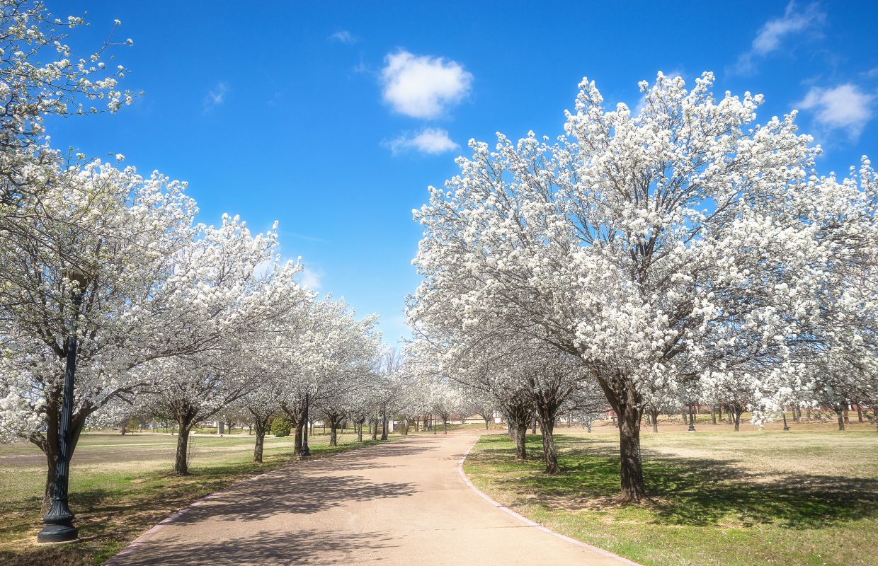 Bradford Pear Trees = EVIL! | The Beaver FM