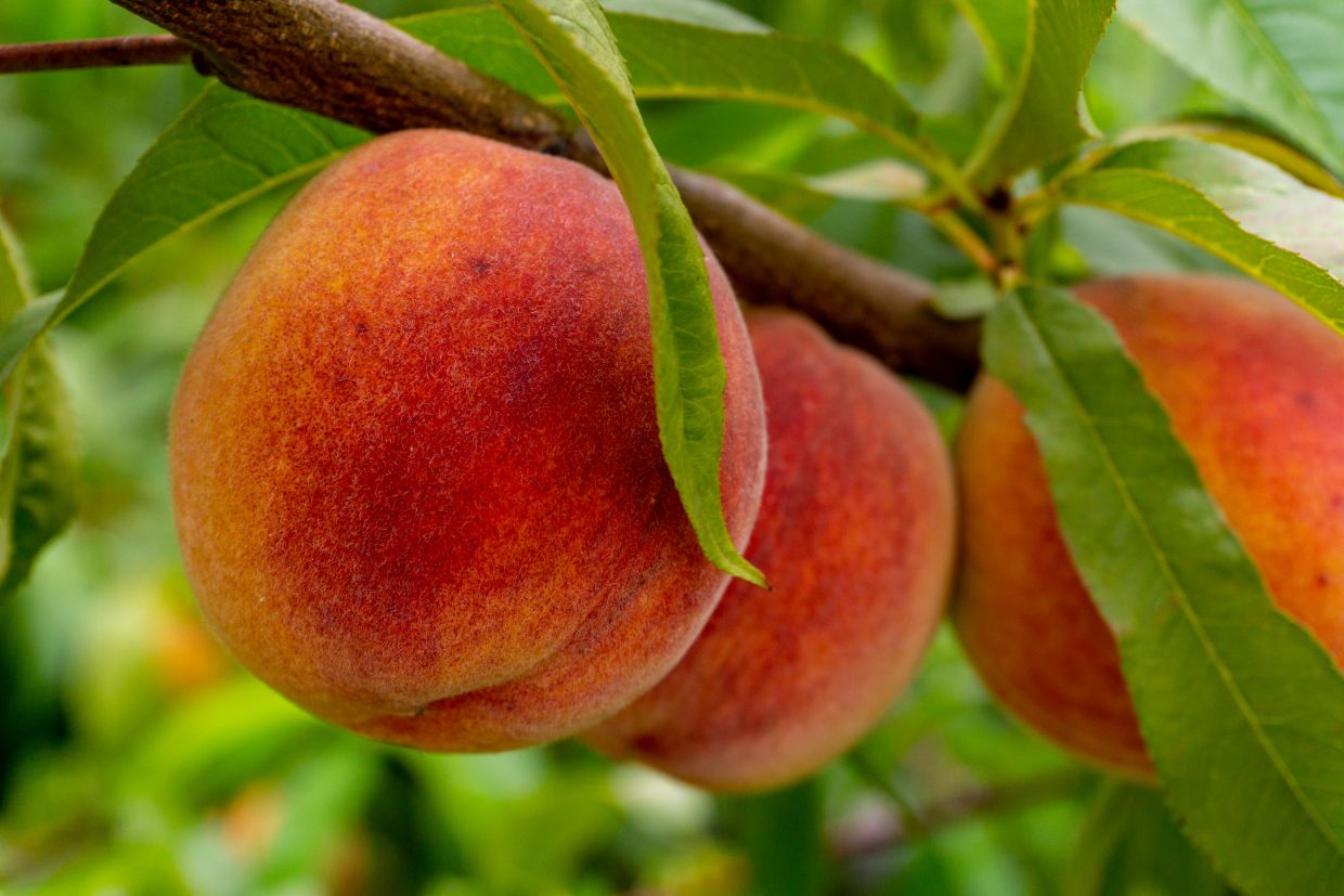 Mixing with Mandi…Yummy Healthy Sweet Dish | The Beaver FM