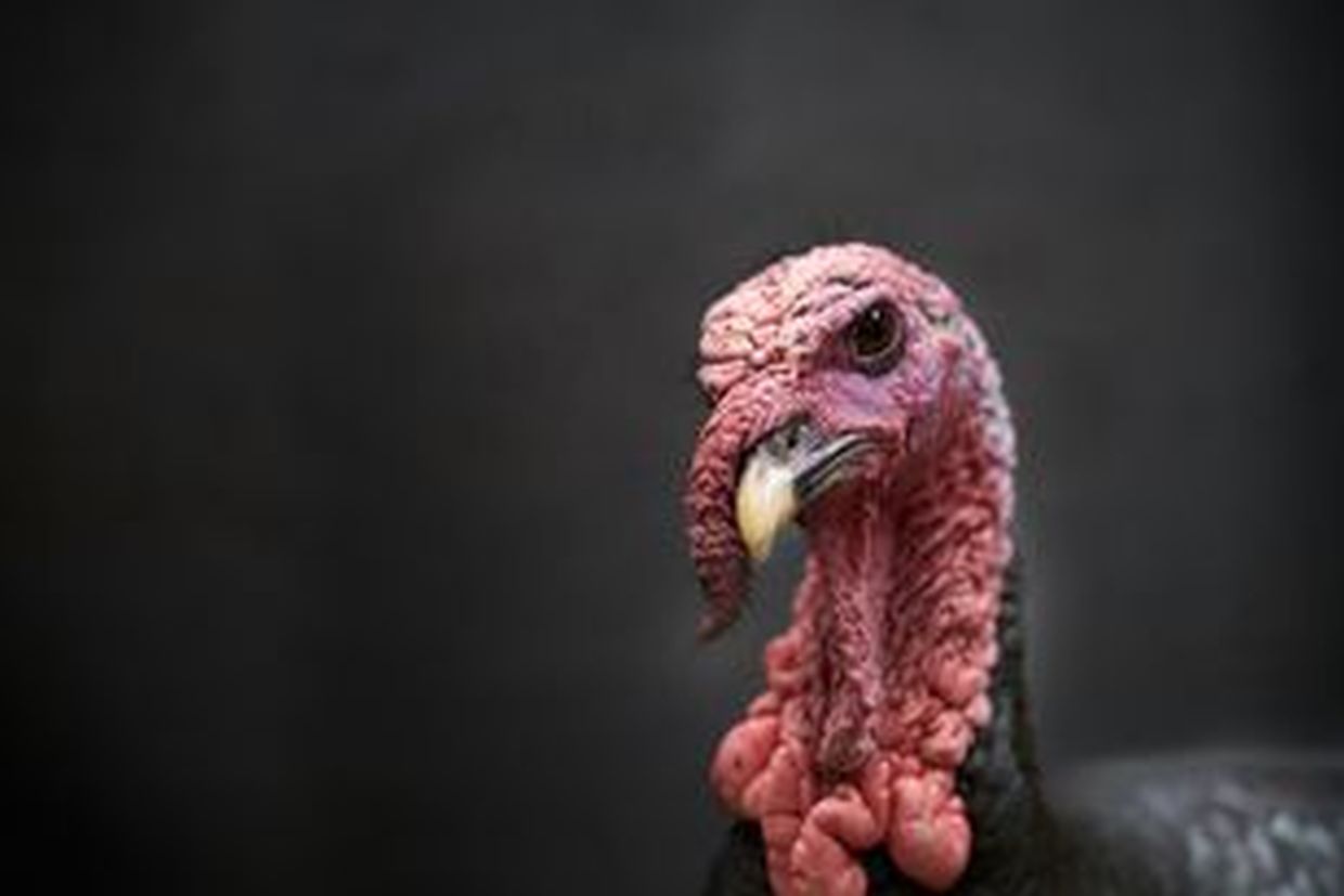 The Gentle Barn In Tennessee Wants You To Cuddle Turkeys This ...