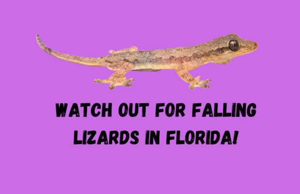 Falling lizards again!!! | The Beaver FM