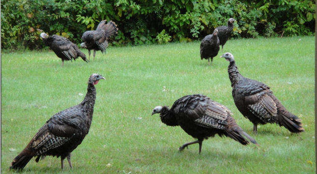 A terrorizing turkey | The Beaver FM