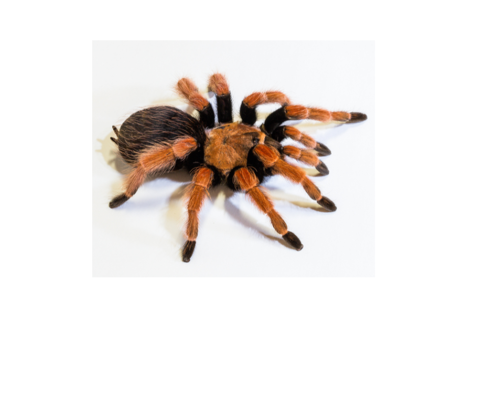 Tarantula causes a car accident | The Beaver FM