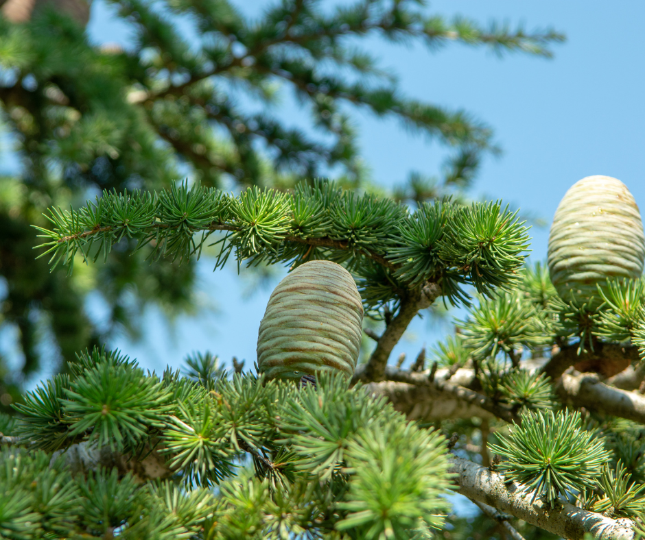 Cedar Christmas trees at Land Between the Lakes | The Beaver FM