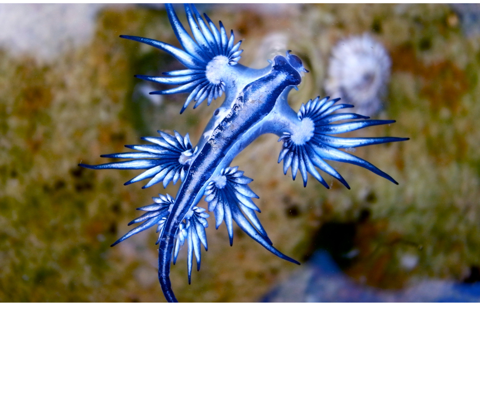 Do Not To Touch the Beautiful Blue Dragon Sea Slugs | The Beaver FM