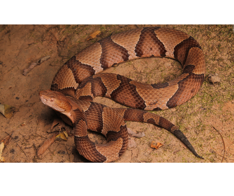 We are well into Copperhead season! BE CAREFUL! | The Beaver FM